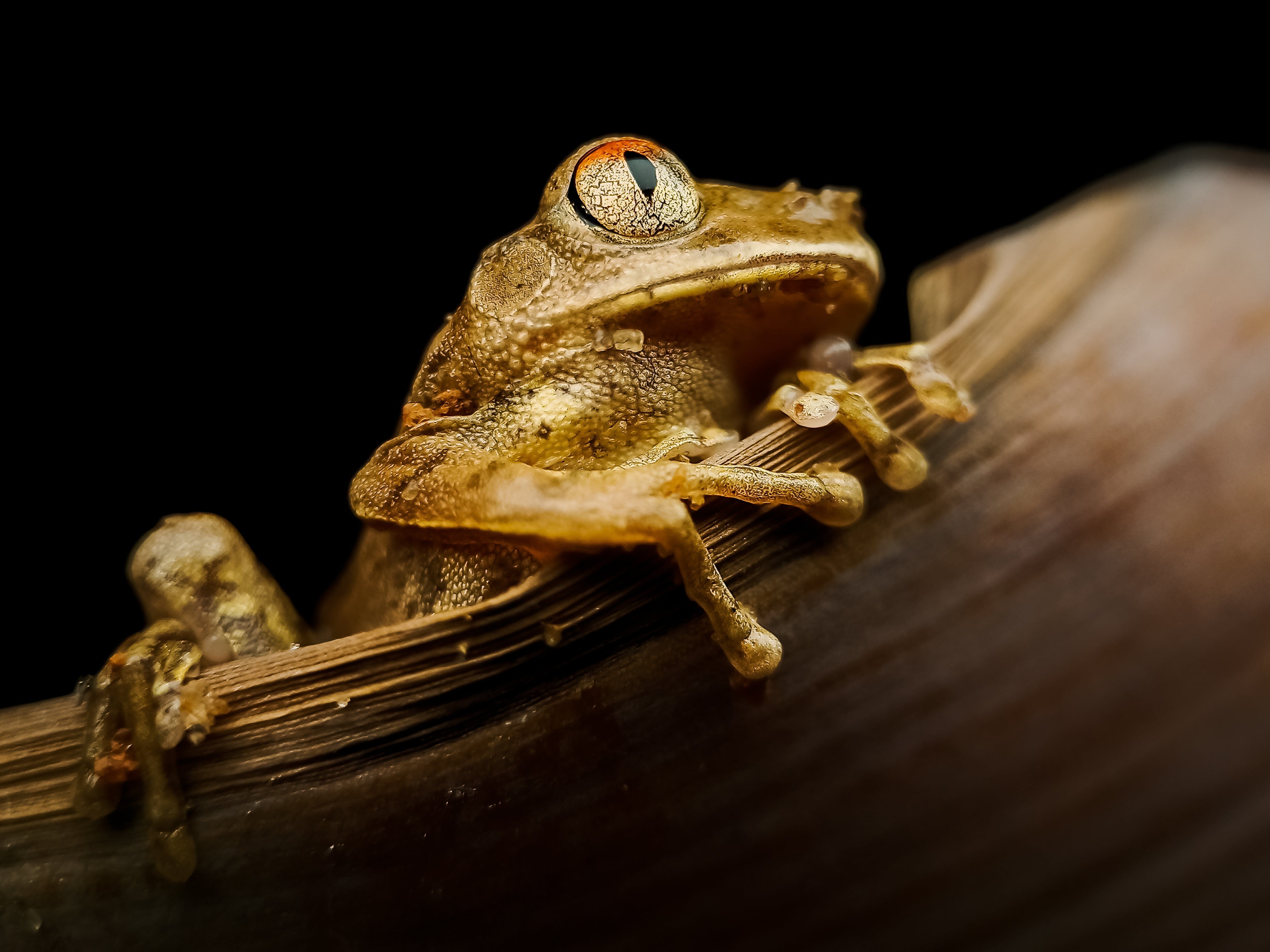 What is macro vs micro photography? – APEXEL